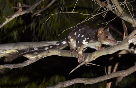 Buy Spot Tailed Quoll Image Online Print And Canvas Photos Martin