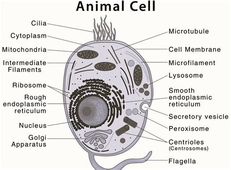 Cilia On A Cell