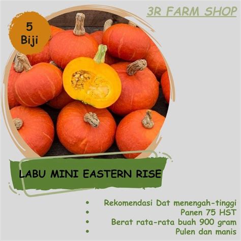 Jual Benih Labu Orange Mini Eastern Rise Repack 5 Biji Shopee Indonesia