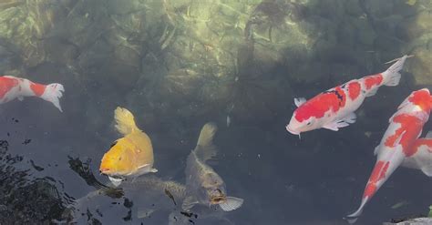 有关五颜六色的鱼 休閒 公園 冥想 双鱼座 反射 和平的场面 天性 宁静的水 寧靜 平静的水 悠闲地游泳 慢动作 戶外 放鬆 日本花园 水上花园 水中的