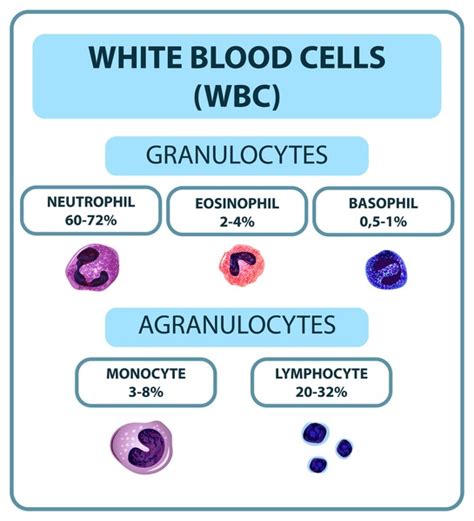 Granulocytes And Agranulocytes