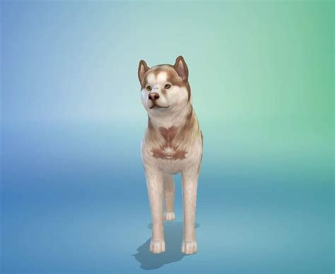 Everyone Meet Hachi R Simsjunkies