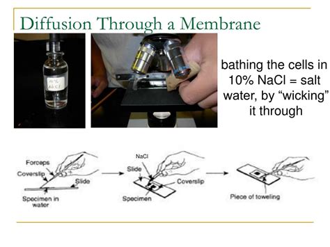 Ppt New York State Required Labs Review Diffusion Through A Membrane Making Connections