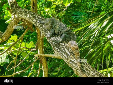 Huge Iguana Gecko Animal Lying Sitting On A Branch Of A Tree At The