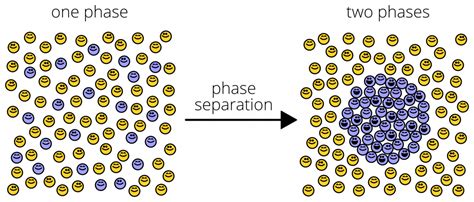 Phase Separation Cartoon Bioscope