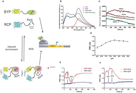 Characterization Of Fret Based Probe A Schematic Of Fret Based Download Scientific Diagram