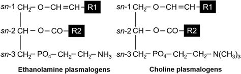 Structures Of Ethanolamine Plasmalogens Plsetn And Choline