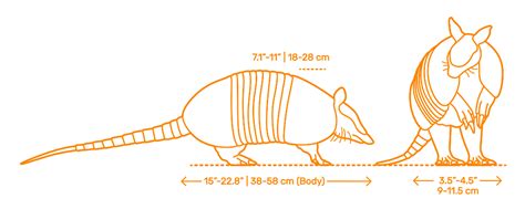 Nine Banded Armadillo Dasypus Novemcinctus Dimensions And Drawings