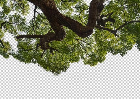 Premium Psd Tree Isolated Transparency Background