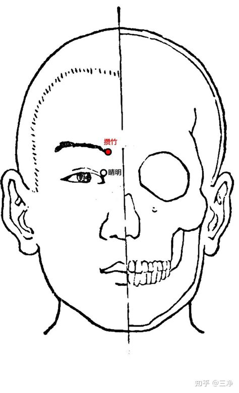 一日一穴 之 127 攒竹 知乎