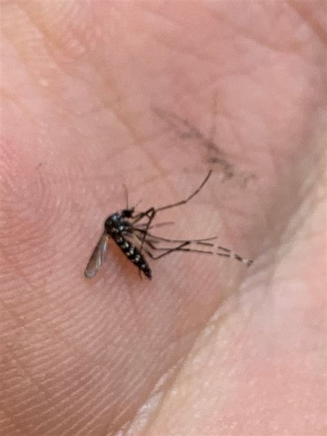 말라리아 모기 지식in