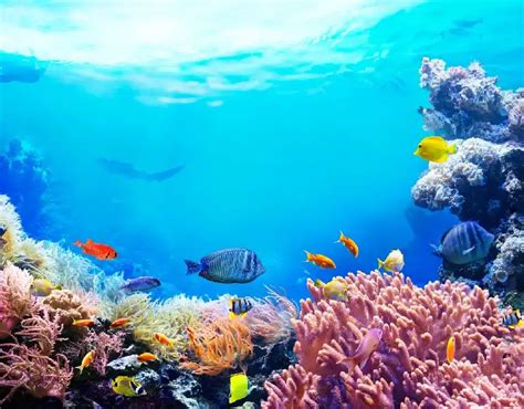 Coral Reef Ecosystems Natures Amazing Underwater Cities