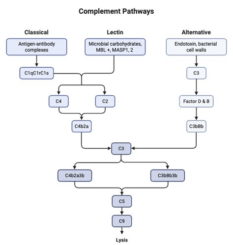 Alternative Pathway Definition Components Steps Regulation Functions
