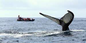 Whale Watching In The Azores To Azores Islands