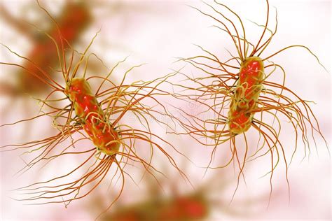 Escherichia Coli Bacterium Stock Illustration Illustration Of Disease 80032601