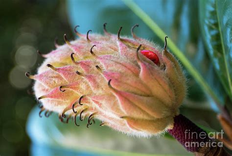 Ripened Magnolia Seed Pod Photograph By Kevin Mccarthy Fine Art America