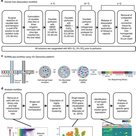 Scrna Seq Profiling Of Parenchymal And Non Parenchymal Cells From The