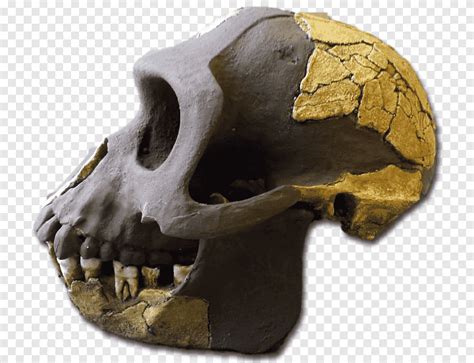 Ardipithecus Kadabba Skull