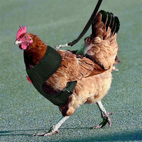 Chicken Harness And Leash Domestic Platypus