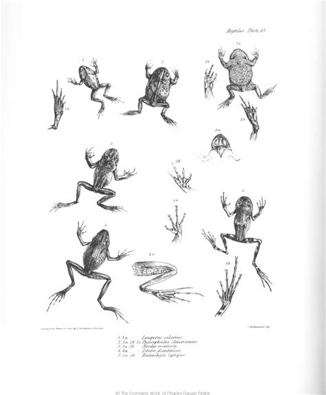 Charles Darwin Drawings At Explore Collection Of