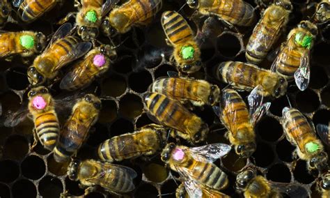 Overuse Of Antibiotics Brings Risks For Bees — And For Us Association