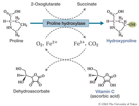 羟基化和羟化酶 Hydroxylation And Hydroxylases