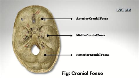 Anatomyzone Cranial Fossa At Martha Ehrlich Blog