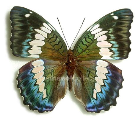 Pin By Jennifer Simpson On Fluttering Beauties Butterfly Pictures