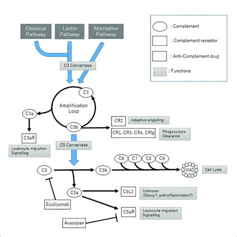 The Complement Pathways And Anti Complement Treatment C3 Convertase