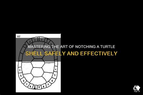 Mastering The Art Of Notching A Turtle Shell Safely And Effectively