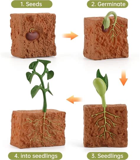 Plant Growth Cycle Model Life Cycle Of A Green Bean Plant Growth Model Kit Green Bean Growth