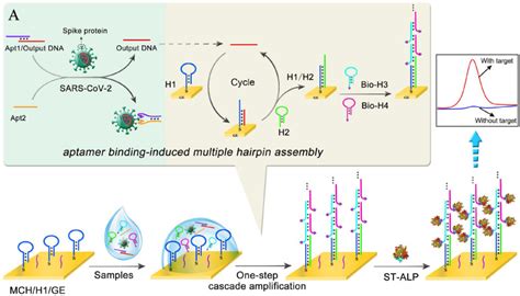 Highly Sensitive Electrochemical Aptasensor For Sars Cov 2 Antigen