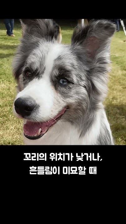 강아지 꼬리 흔들기 기쁨 이상의 의미 🐶🐩🐕 Youtube