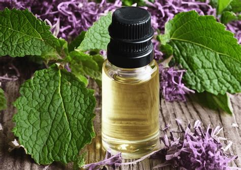 Patchouli Oil 16 Benefits Side Effects And How To Use It