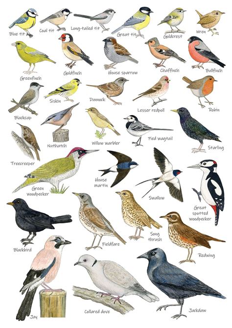 How To Identify Backyard Birds At Max Matthew Blog