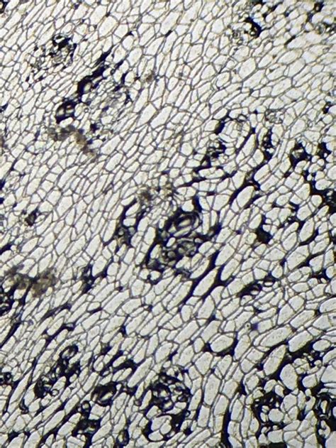 顯微鏡下的萵苣葉表皮細胞圖片 每日頭條