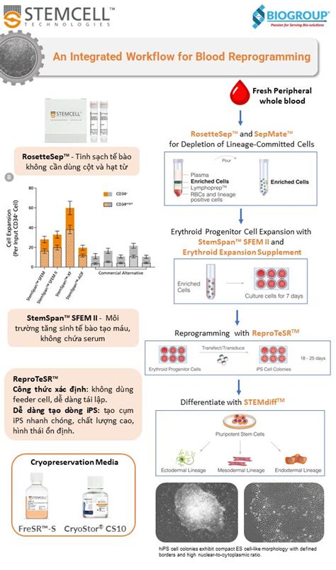 Duy Huynh On Linkedin Ipscs Reprogramming Stemcells
