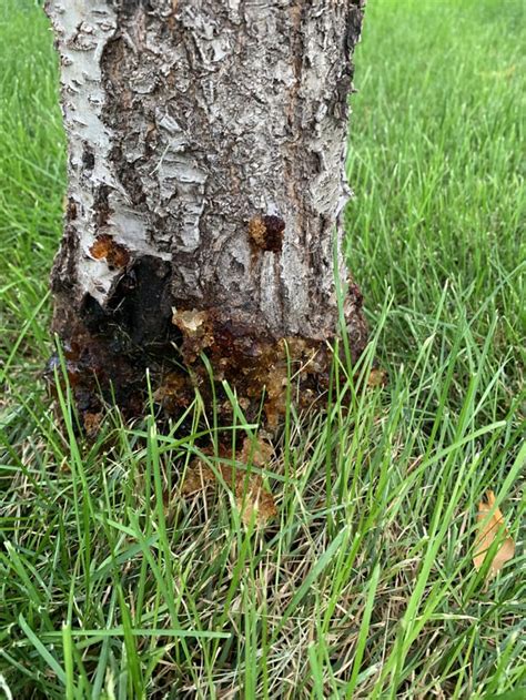 Jelly Like Blobs On My Peach Tree R Gardening