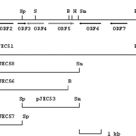 Map Of A 78 Kb Psti Fragment Of Pjec5 Carrying Various Orfs Involved