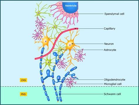 Supporting Cells See Through Zebrafish New Imaging Method Put Blood
