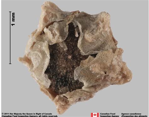 Chenopodium L Spp Idseed