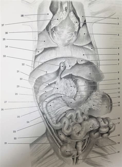 Cat Digestive System Diagram Diagram Quizlet