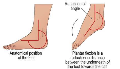 Plantar Flexion Mammoth Memory Definition Remember Meaning