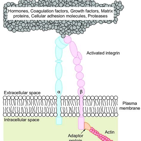 The Integrin Heterodimer Consisting Of One α And One β Chain In Its