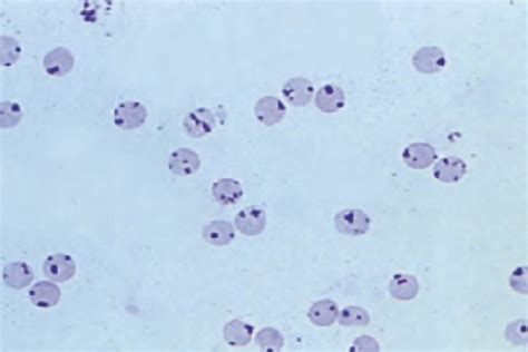 Bioquímica I Quizlet