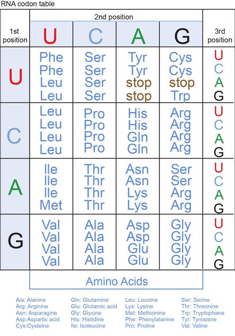 Dna And Proteins Genetics Generation