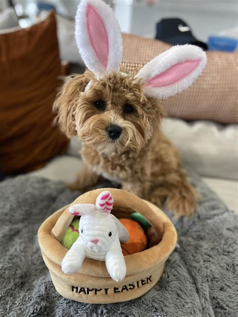 Cavapoochons R Us Added A New Photo Cavapoochons R Us