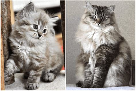 The Cherubim Cat Breed A Deeper Dive Floppycats™