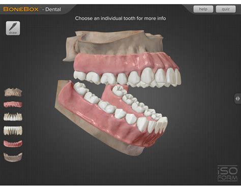 Permanent Eruption Ages Quiz