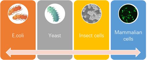 Gene And Protein Atlatl